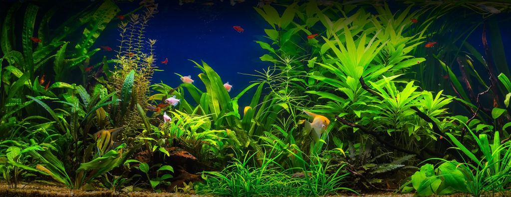 7 COLOURED BUTTERFLY GUPPY – Aquatic Business